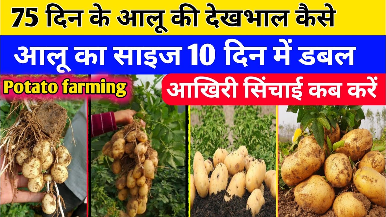 आलू जल्दी मोटा करने की दवा।।aloo ko mota karne ki dawai।।aloo ka size ...