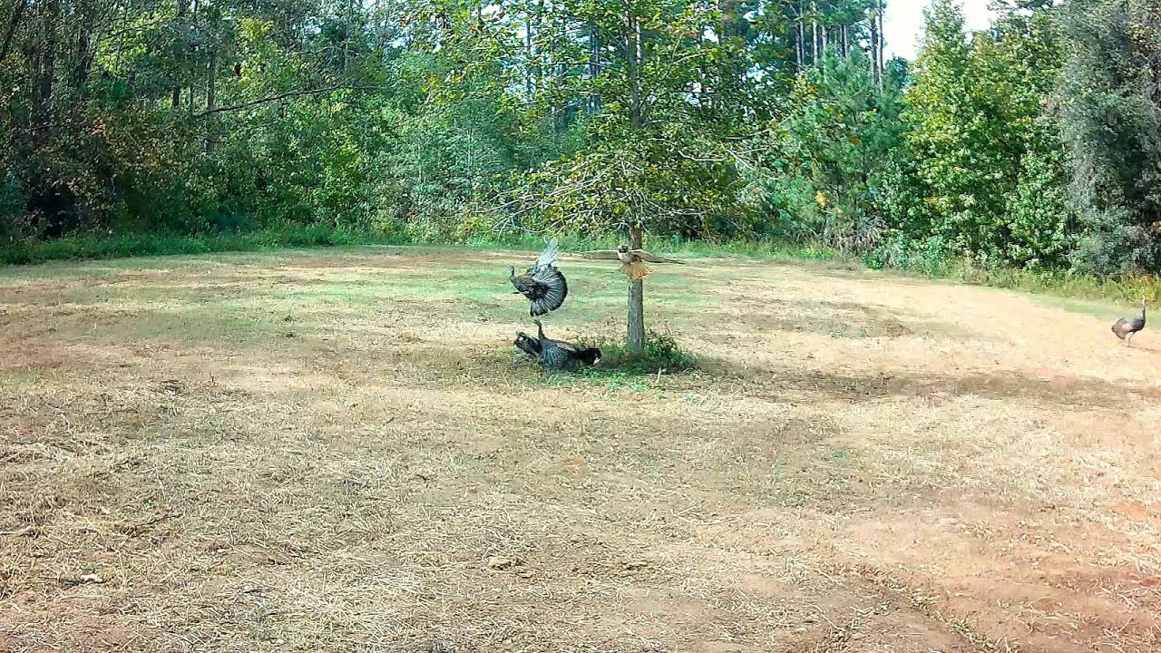 Red-Tailed Hawk Targeting Turkey Dinner! - YouTube
