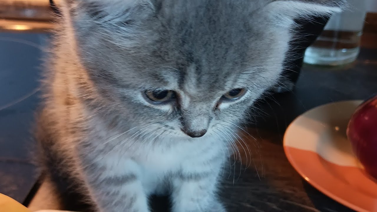 Apollo The Cat is live - YouTube