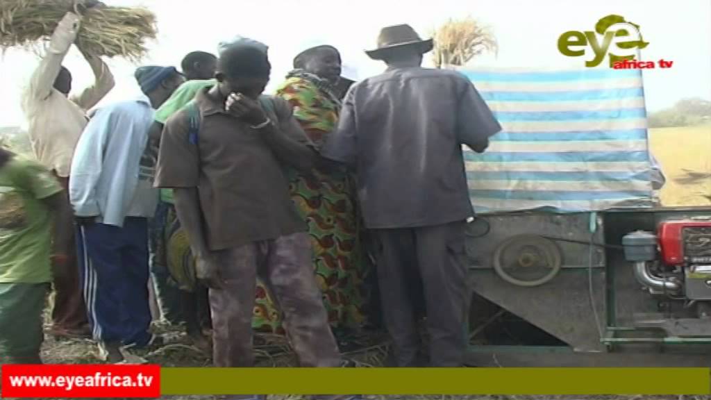 GAMBIA PUTS THOUNSANDS OF LAND FOR RICE PRODUCTION, GAMBIAN LEADER ...