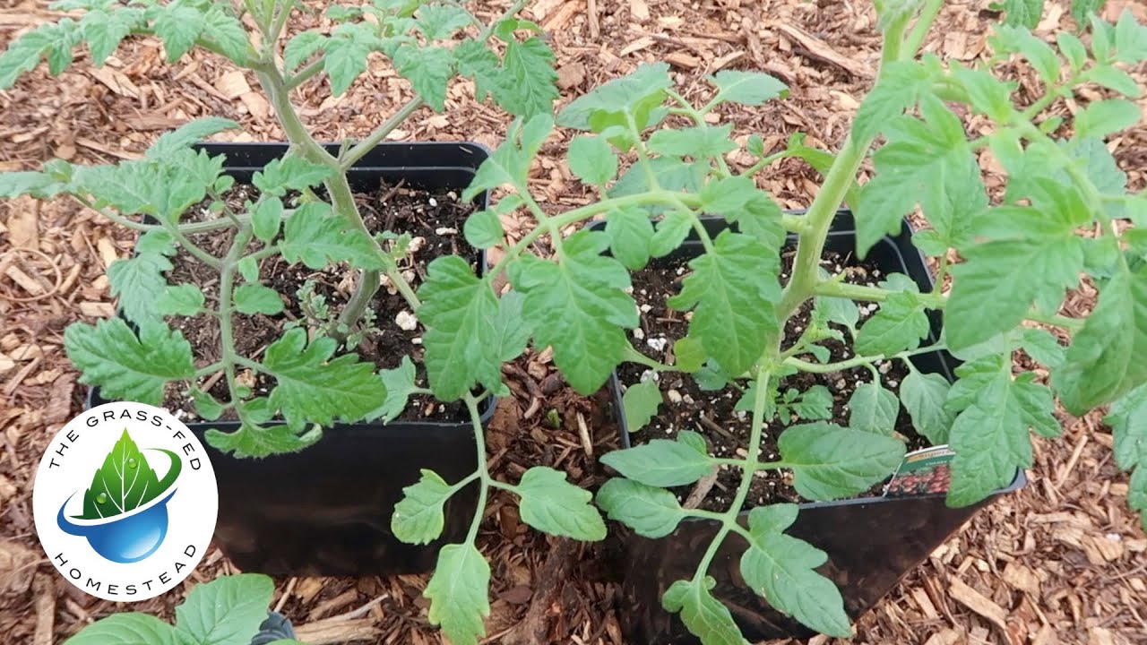 Plant Starts for Summer Garden - YouTube