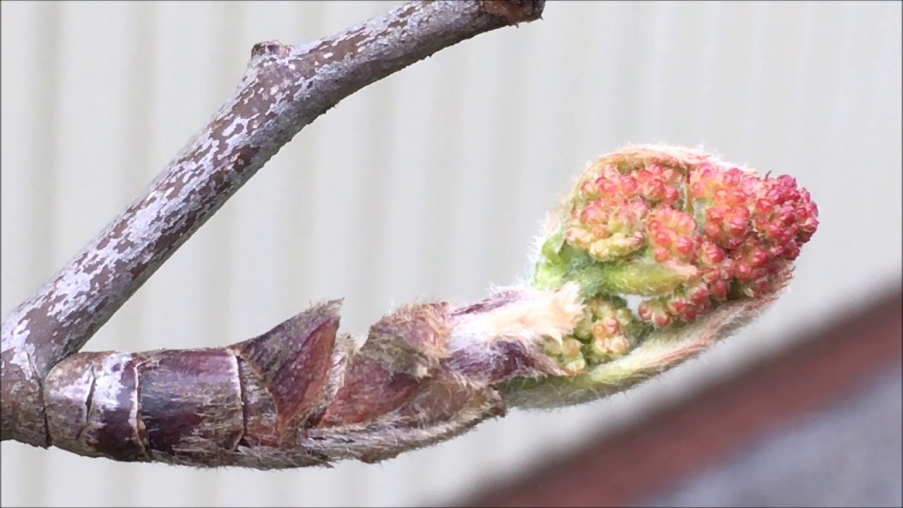 Rowan (Sorbus aucuparia) - young buds close up - March 2018 - YouTube