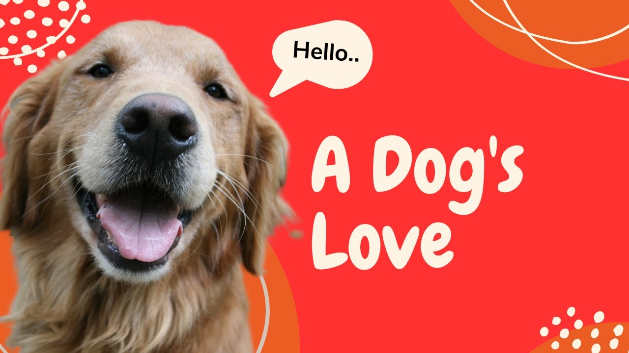 Why Are DOGS Pawsitively ADORABLE - YouTube