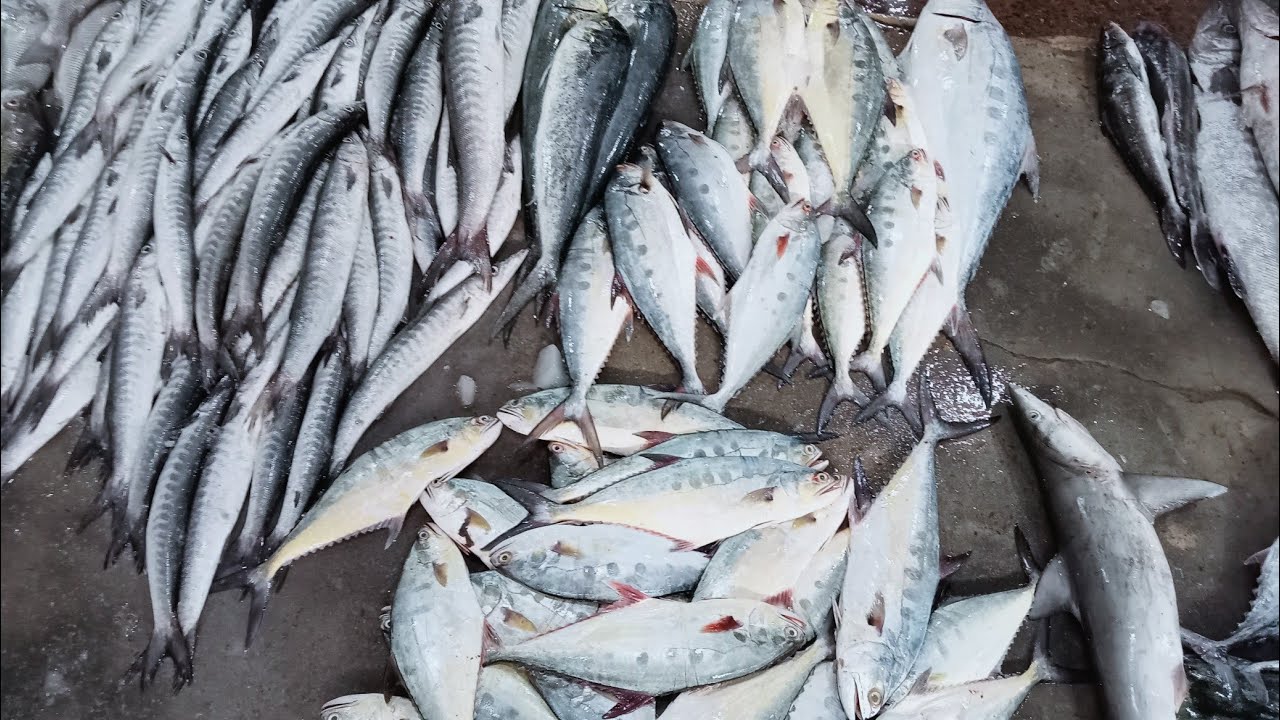 latest Fish price update Karachi Fisheries Seafood Fish video king Fish ...
