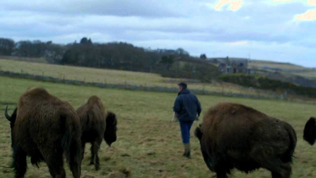Buffalo Dreams - Trailer - YouTube