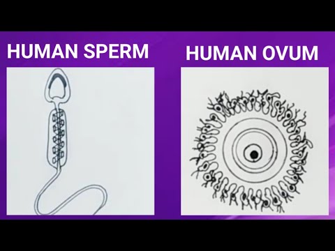 How to draw Human sperm and Human Ovum/Easy way to draw Human sperm and ...