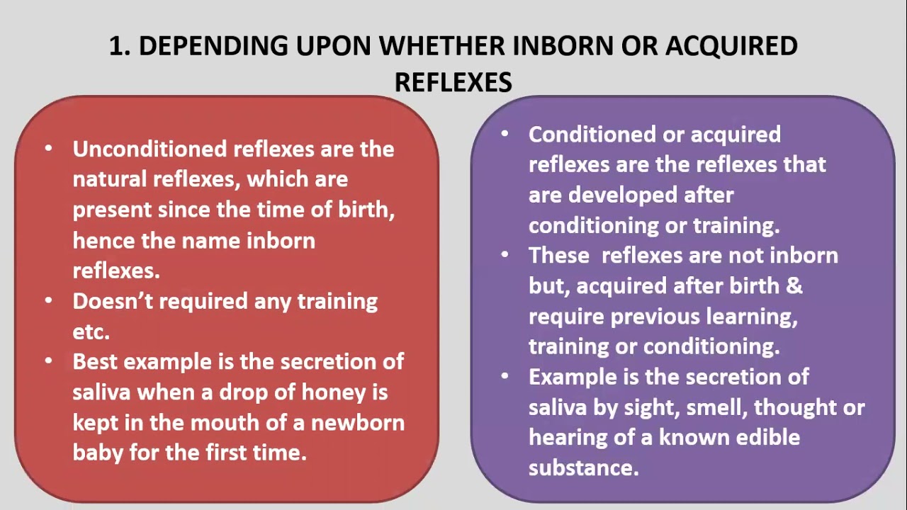Reflexes (Reflex Arc + Classification) 1 - YouTube