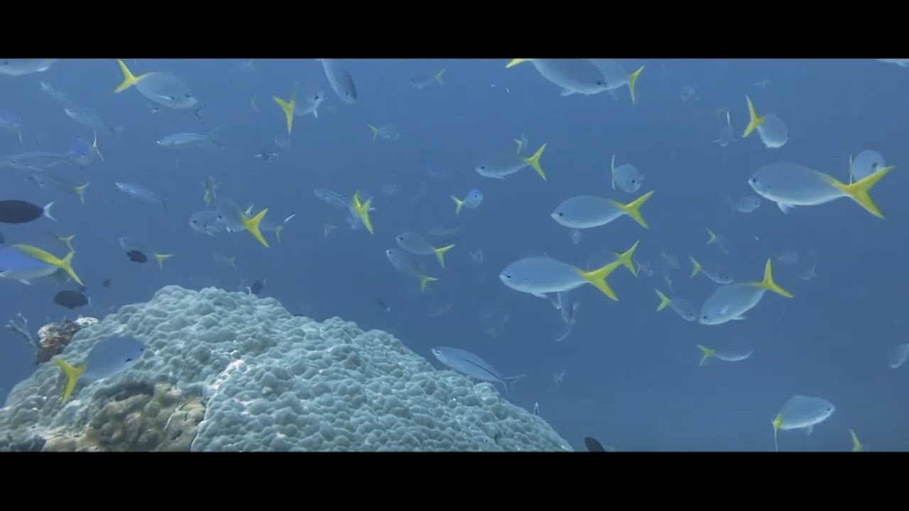 Working with Communities to Establish a Marine Protected Area in Lease ...