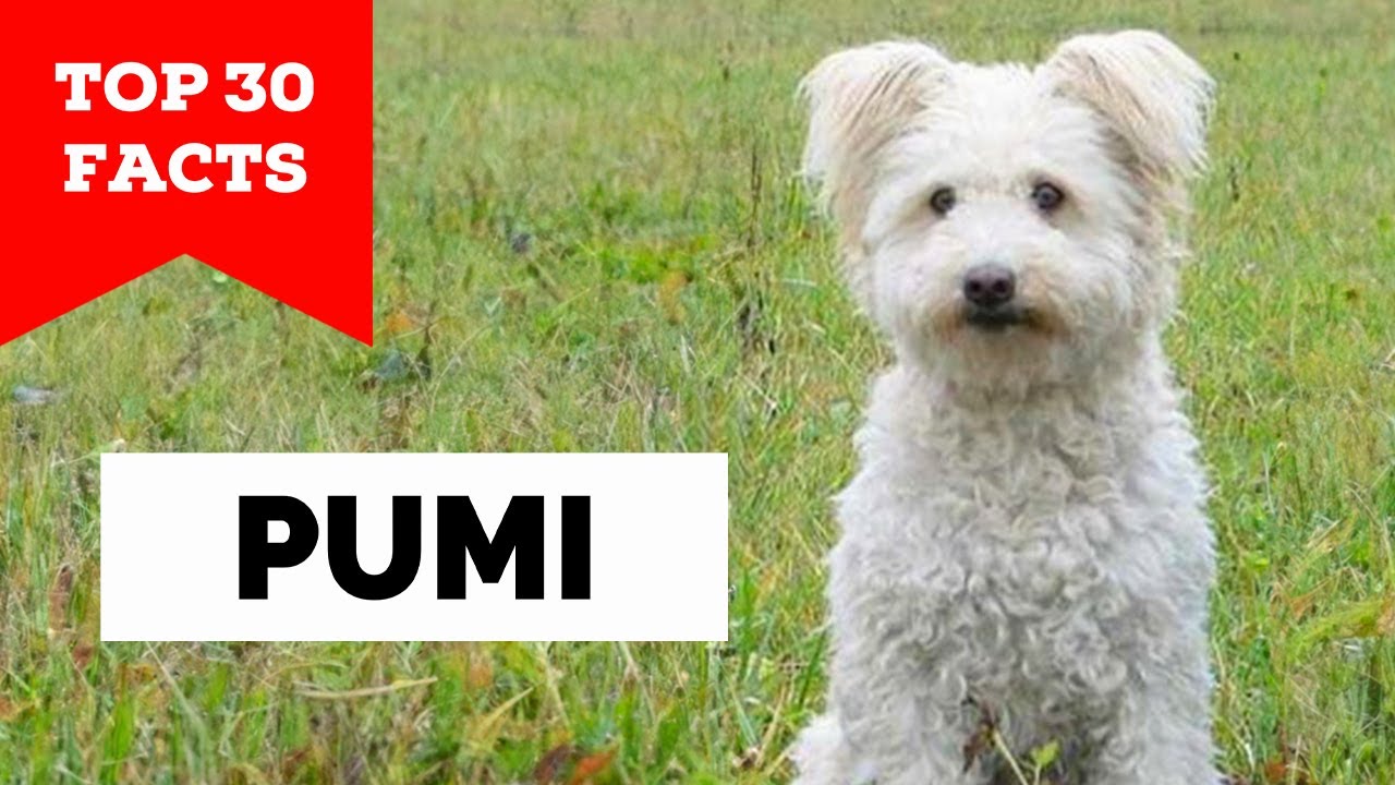 99% of Pumi Owners Don't Know This - YouTube