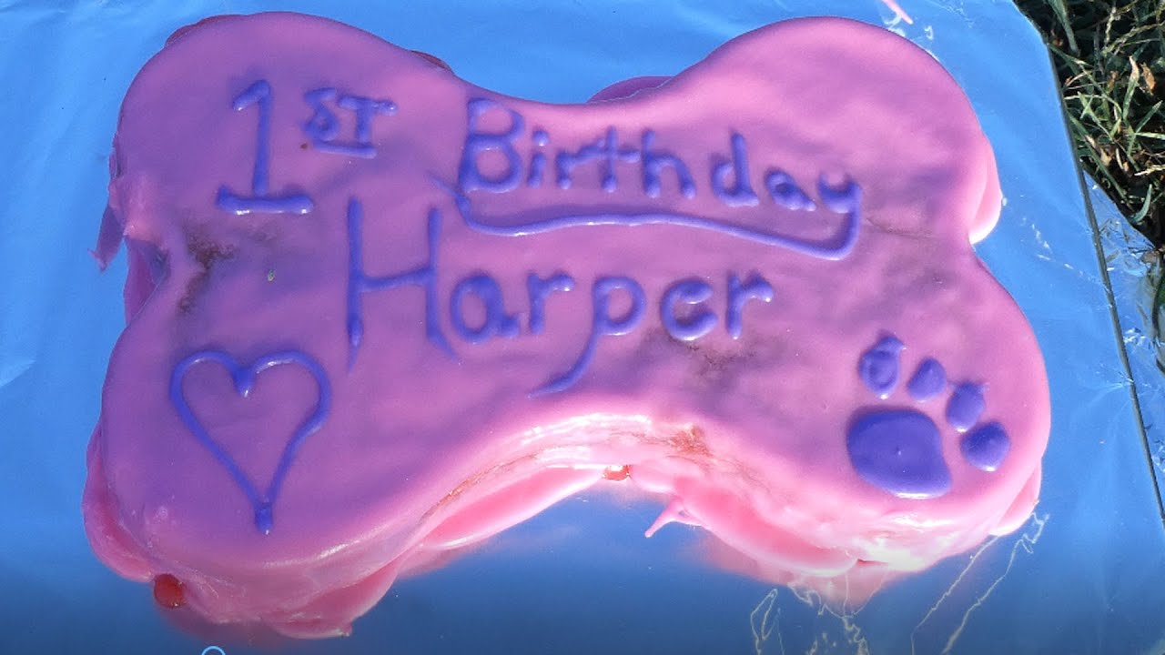 Celebrating Harper's First Birthday with a Doggie Cake! - YouTube