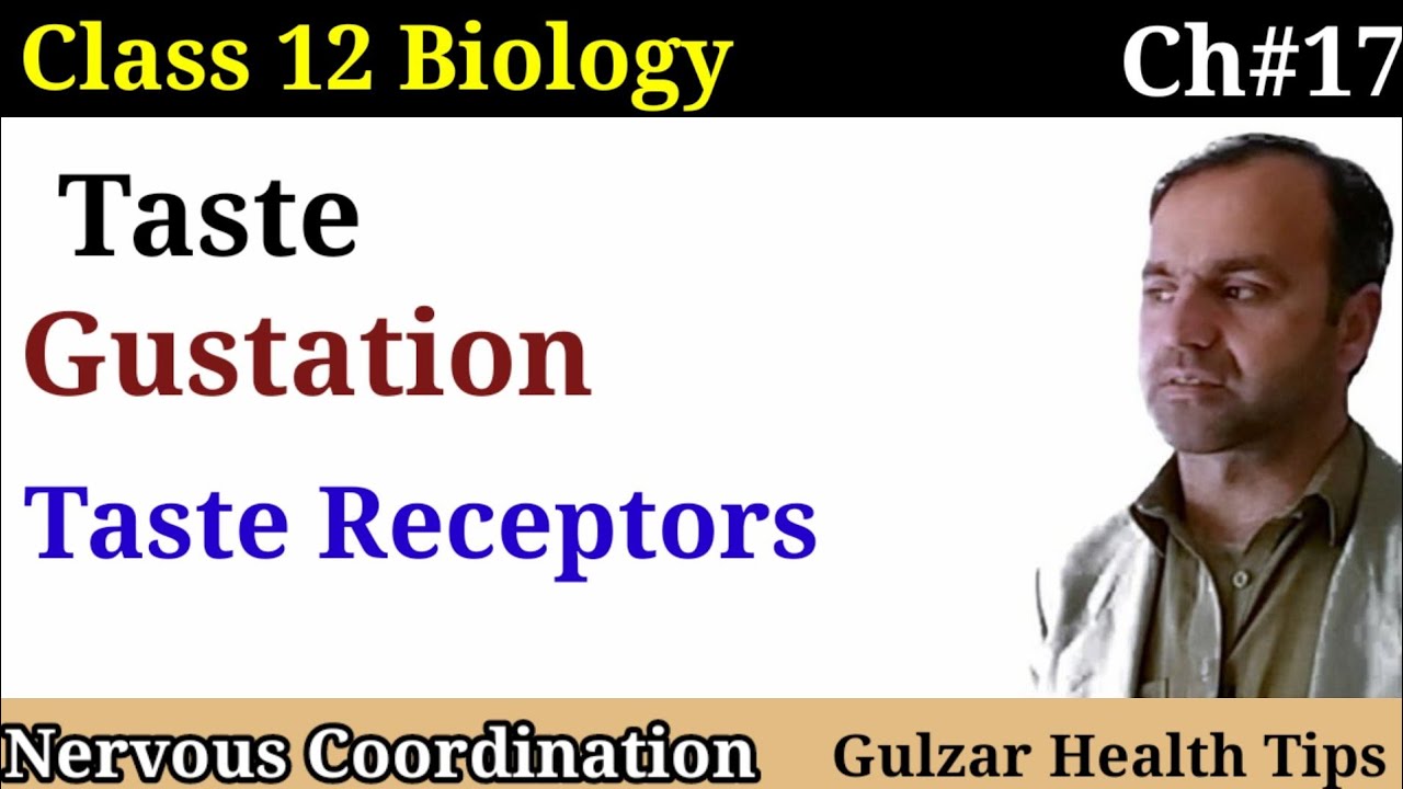 Taste | Gustation | tongue | taste receptors. class 12 Biology. - YouTube