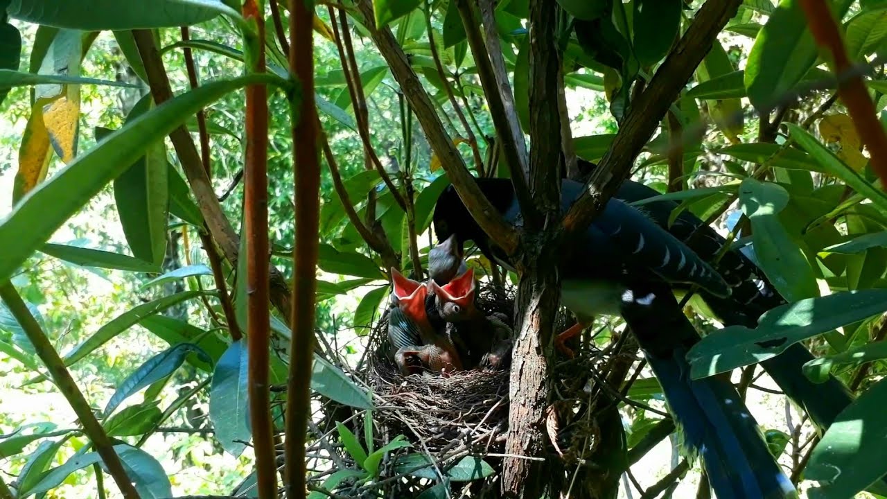 Chicks Of Yellow-Billed Blue Magpie सुनठुँडे लामपुच्छ्रे Part 7 - YouTube