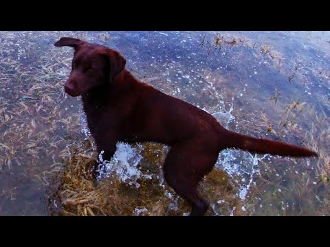 Labrador retriever training! - YouTube