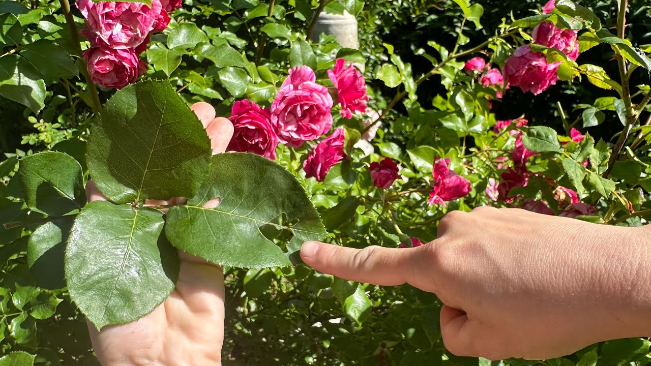 What's Eating Your Roses? 5 Common Reasons For Holes On Rose Plant ...