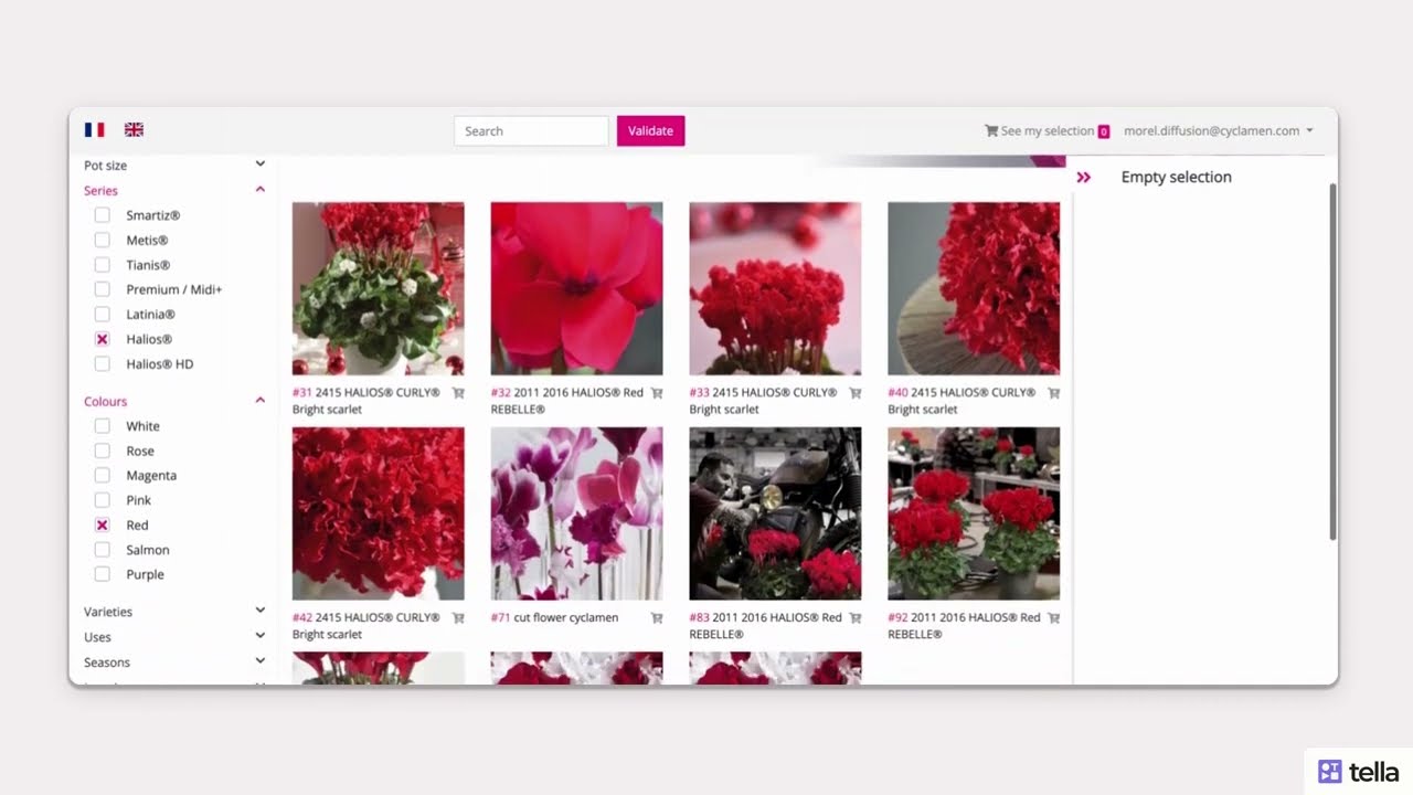 MyMorel Cyclamen - All your cyclamen photographies at your fingertips ...