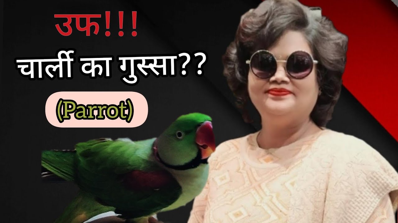 Charlie parrot । #talkingparrot #solidhindichannel - YouTube