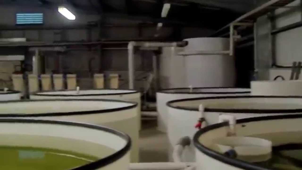 Murray cod at Deakin University, Warrnambool, VIC., Aust. - YouTube