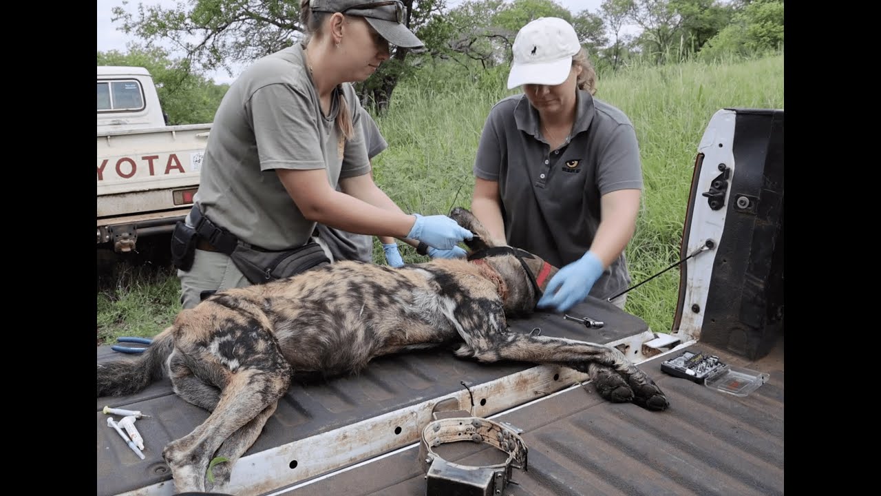 Snare Removed from Critically Endangered African Wild Dog - YouTube