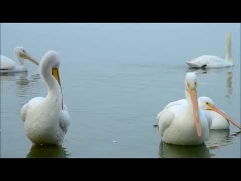 Beautiful Golden Pheasants and Wading Birds - YouTube