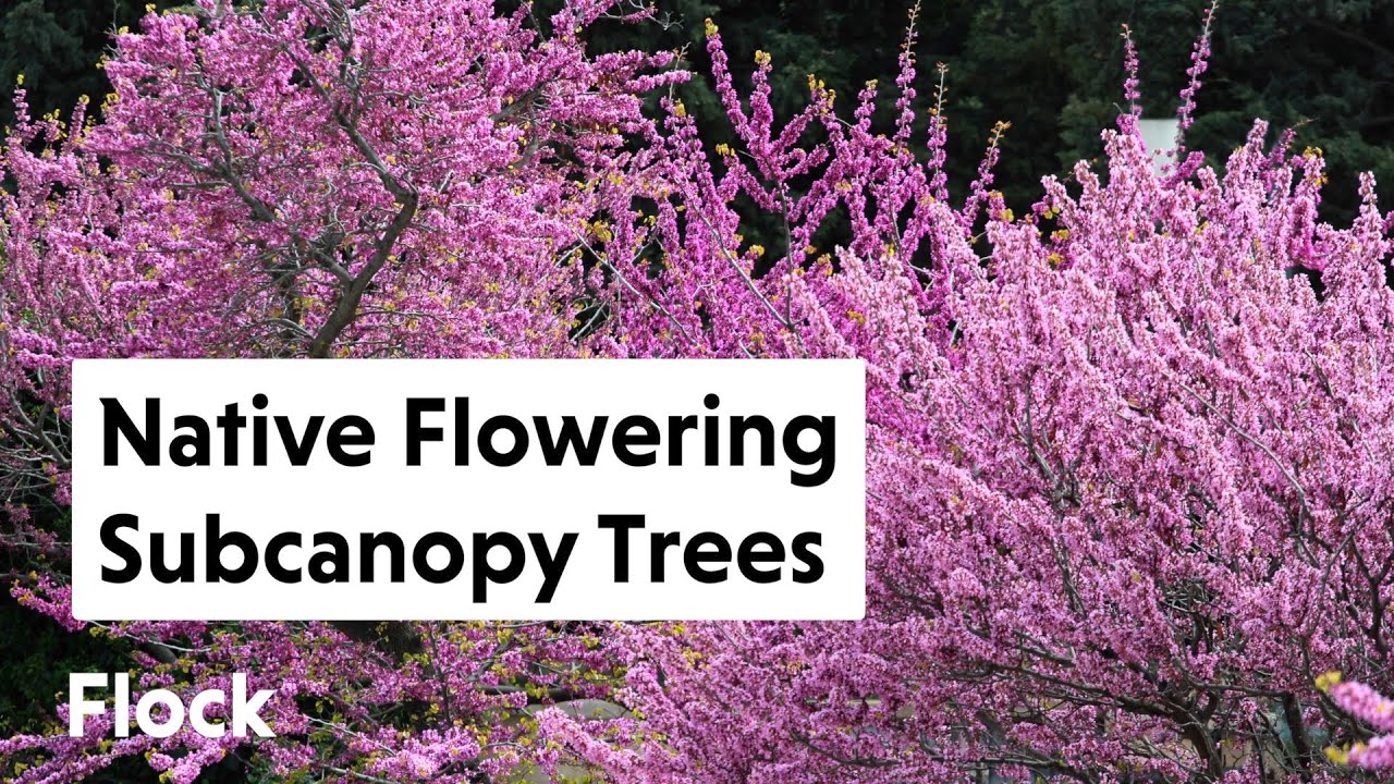 Grow These NATIVE FLOWERING SUB-CANOPY TREES — Ep. 162 - YouTube