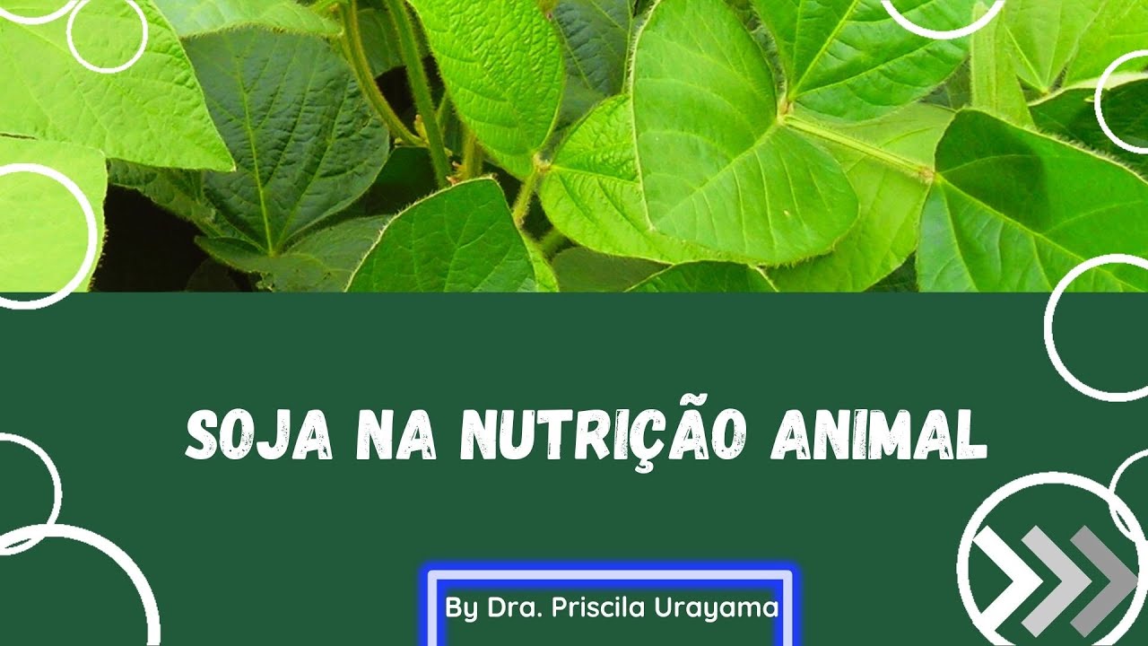 SOJA NA NUTRIÇÃO ANIMAL - YouTube