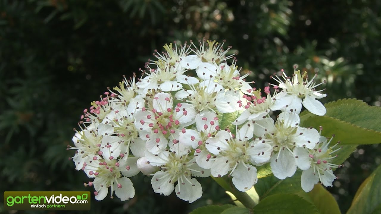 Die Blüte der Apfelbeeren Aronia melanocarpa - YouTube