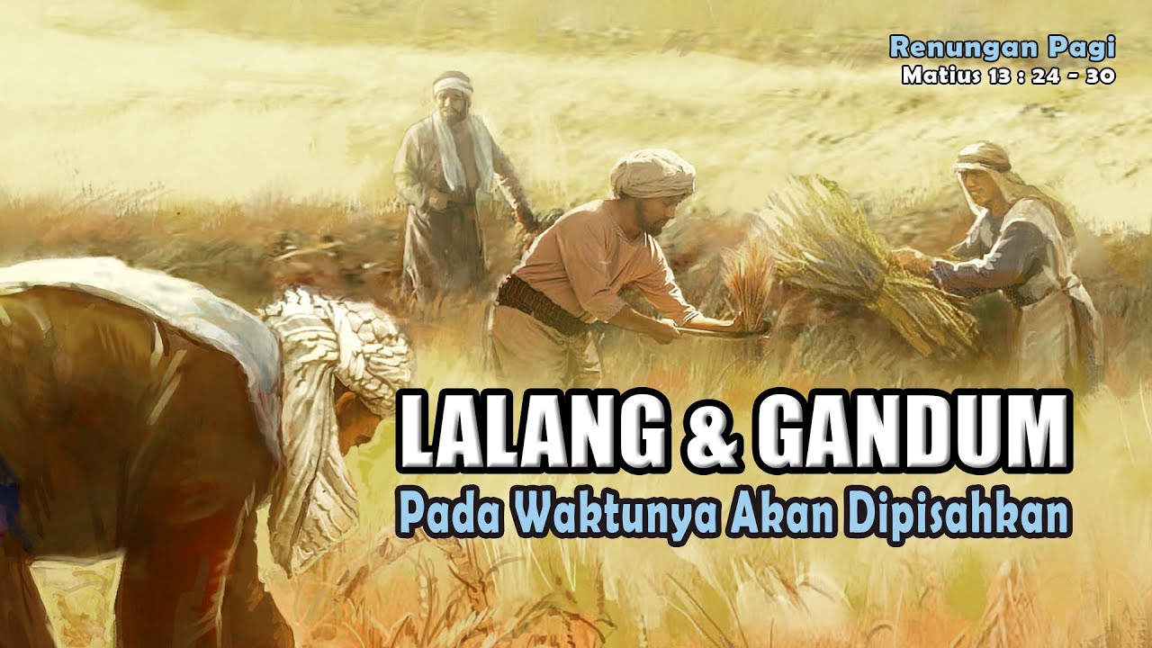 RENUNGAN PAGI - LALANG DAN GANDUM - PADA WAKTUNYA AKAN DIPISAHKAN ...