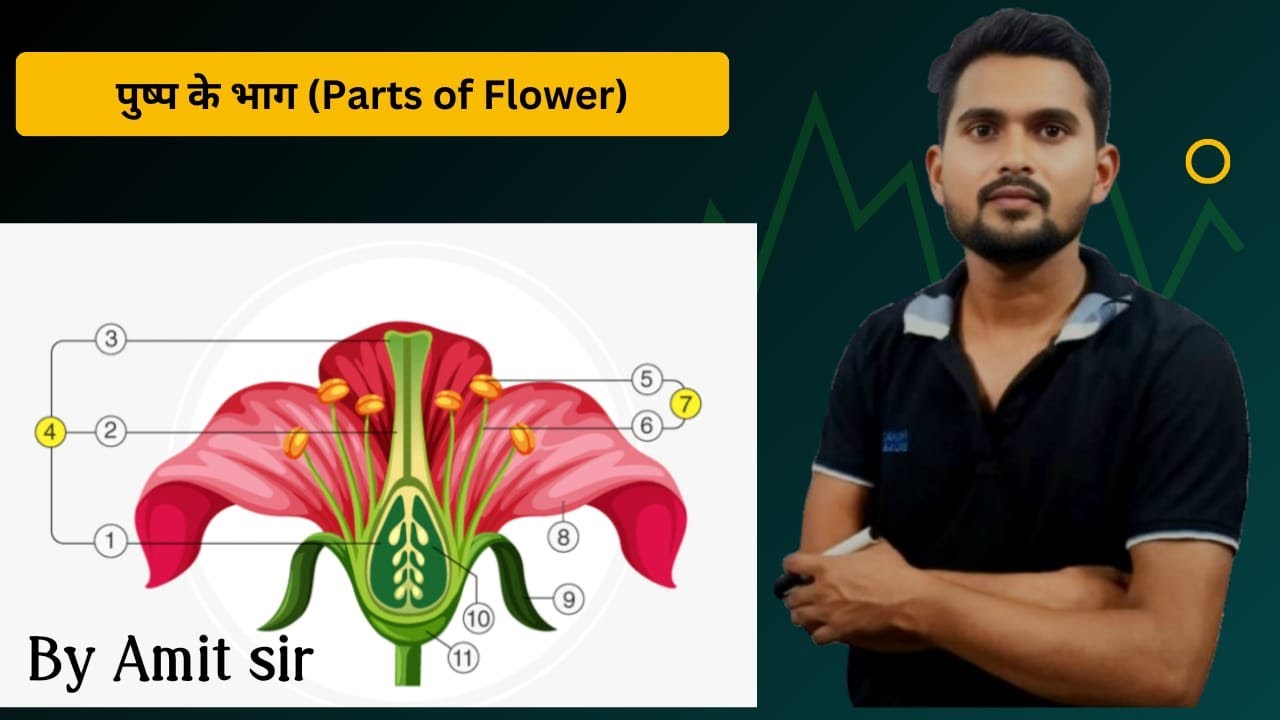 Parts of flower and its application - YouTube