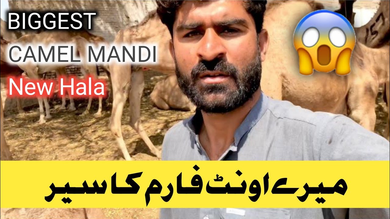 Visit my camel farm biggest Mandi hala sindh #animals #camel #camellife ...