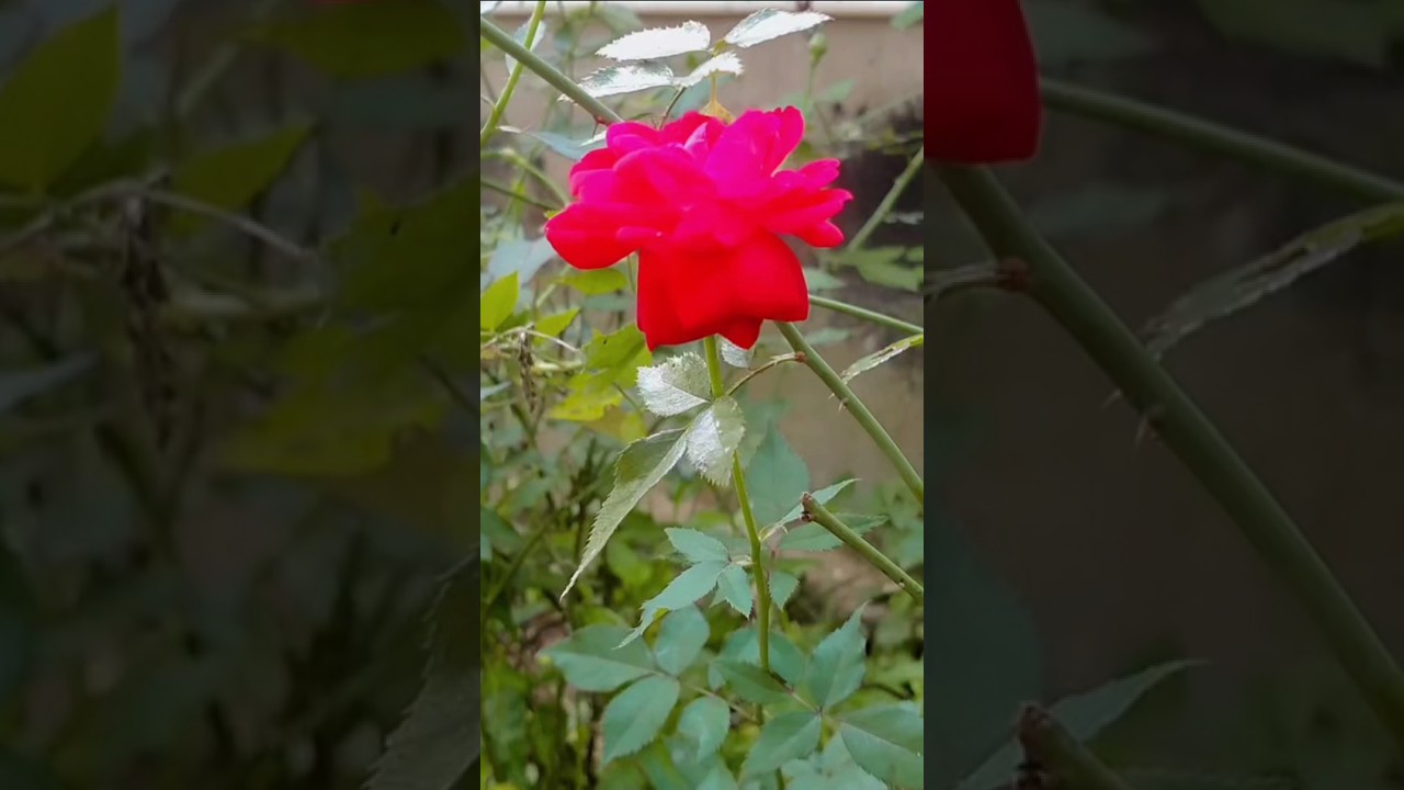 Desi Gulab Plant Propagation from Cuttings | Rose Cutting Se Naya Plant ...