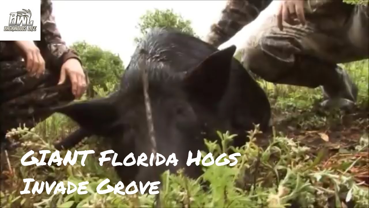 Giant Hog Shot In Florida
