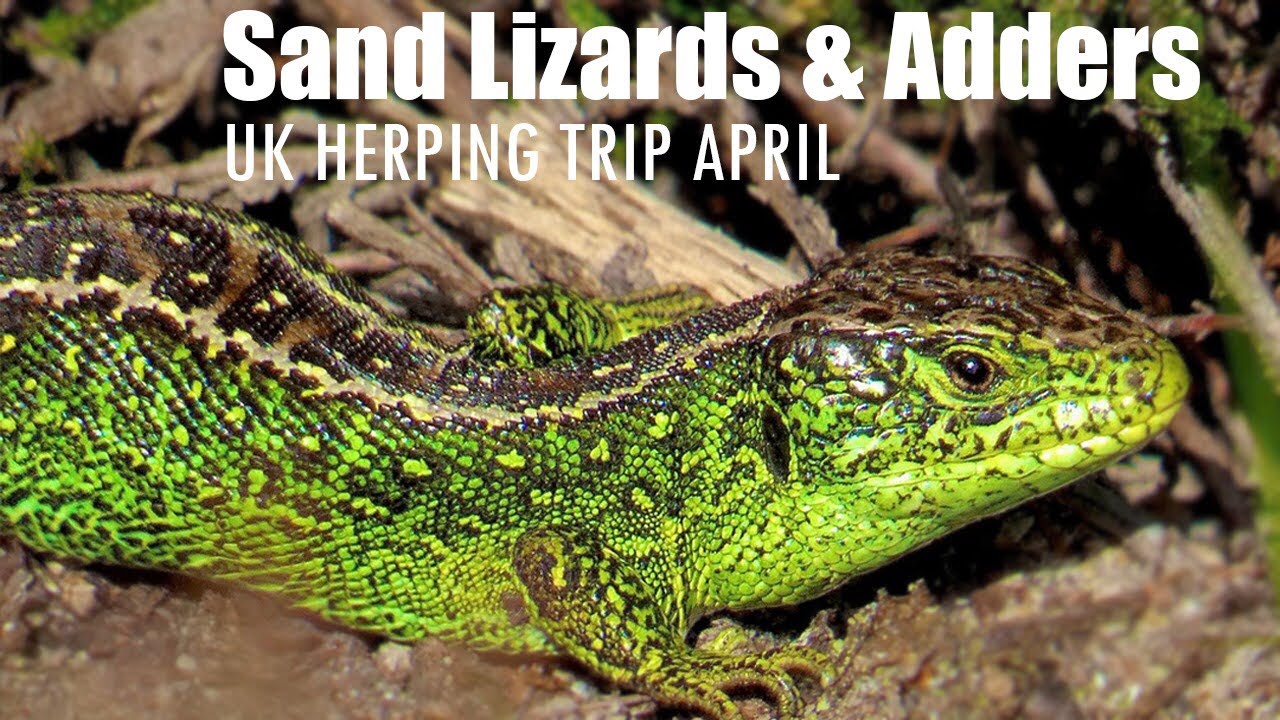 SAND LIZARDS And ADDERS - Herping Trip April 2024 | Day One (UK) - YouTube