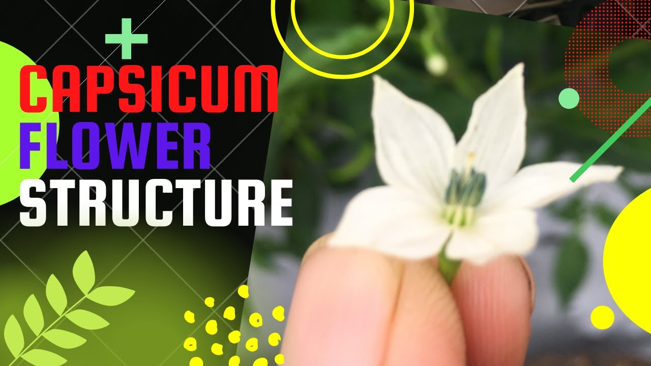 Flower biology of Capsicum (Chilli) | Flower Structure of Capsicum ...