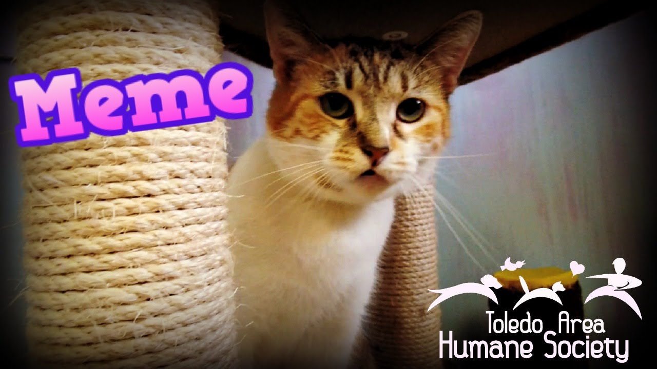 Adopted Meme: Toledo Area Humane Society - YouTube
