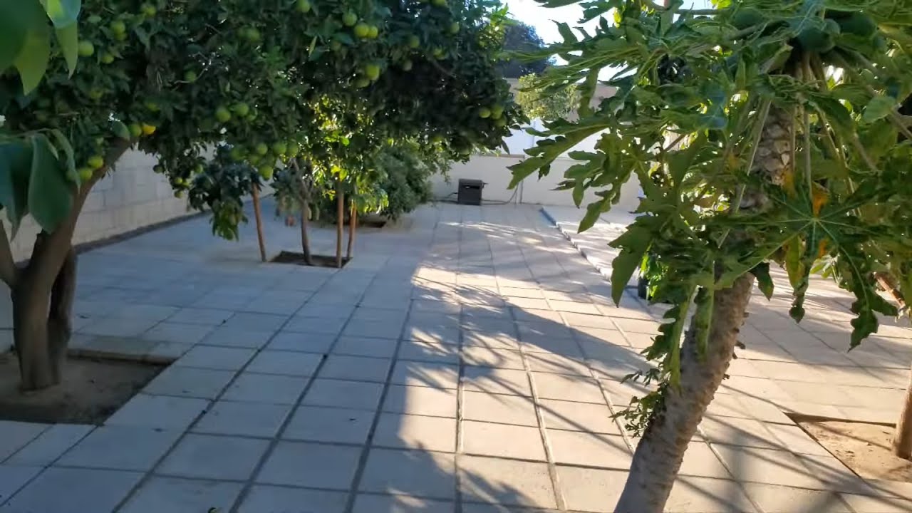 Garden: 3rd Year Tropical Fruit Tree Garden in Santa Ana, So Cal - YouTube