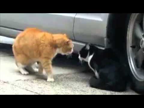 Senile Talking Cat! (AUTO-TUNED) - YouTube