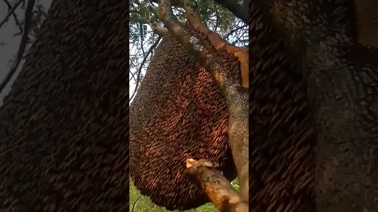 tawon odeng - YouTube