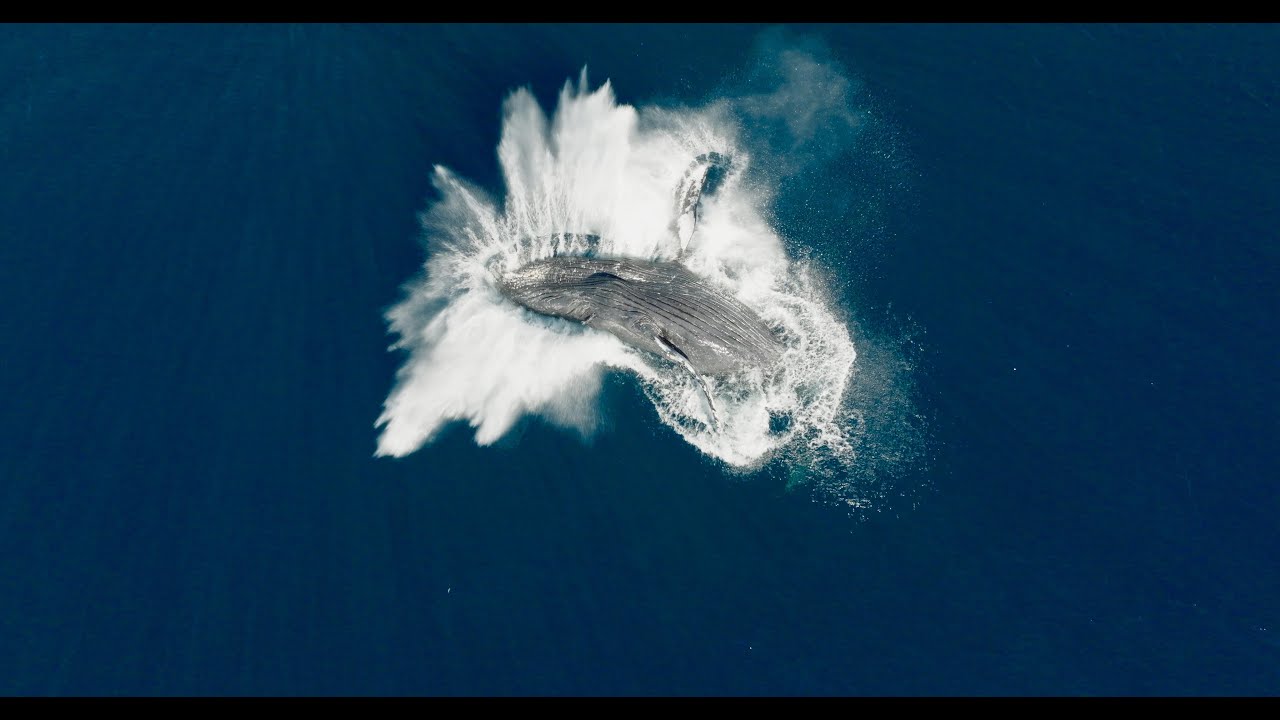 WHALE NATION | vanaf 20 april in de bioscoop! | Officiële trailer - YouTube