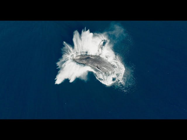 Sneeuwdag Film Walvis The Snail And The Whale (Film, 2019)