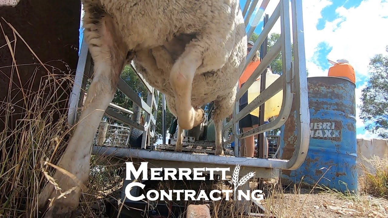 It's Sheep Work Time! | Australian Sheep Farm - YouTube