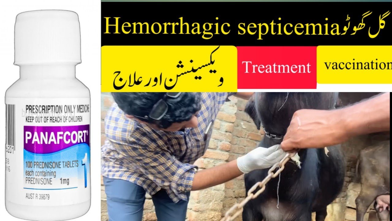 Treatment of hemorrhagic septicemia||Hemorrhagic septicemia in buffalo ...