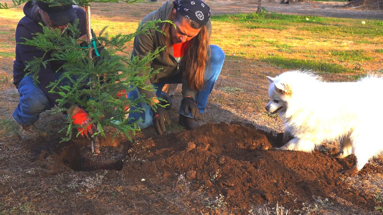Planting Redwood Trees & Waffles Traditional American Style - YouTube