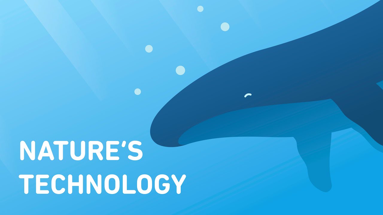Nature's Technology | 2D Animation - YouTube