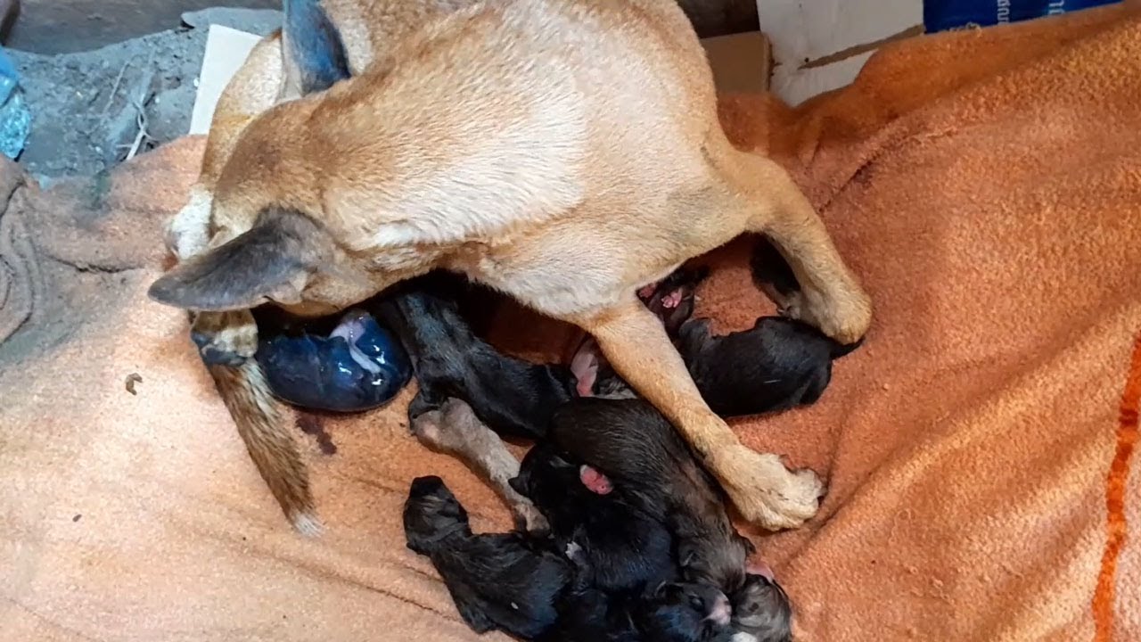 Getting one more baby puppies, amazing mom dog - YouTube