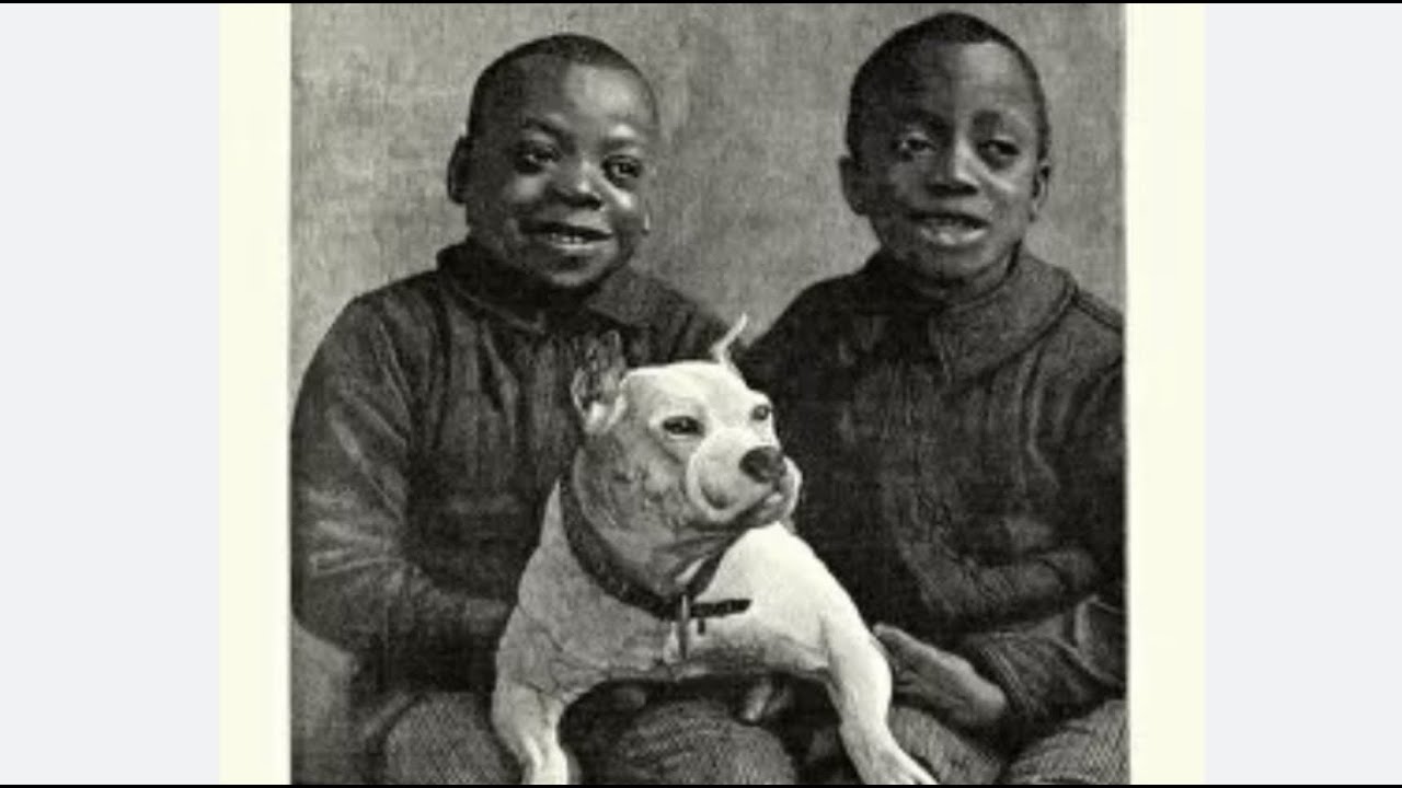 FAKE TITLES AND PUPPY PEDDLING FAILS OF THE WEEK #workingdog #apbtlove ...