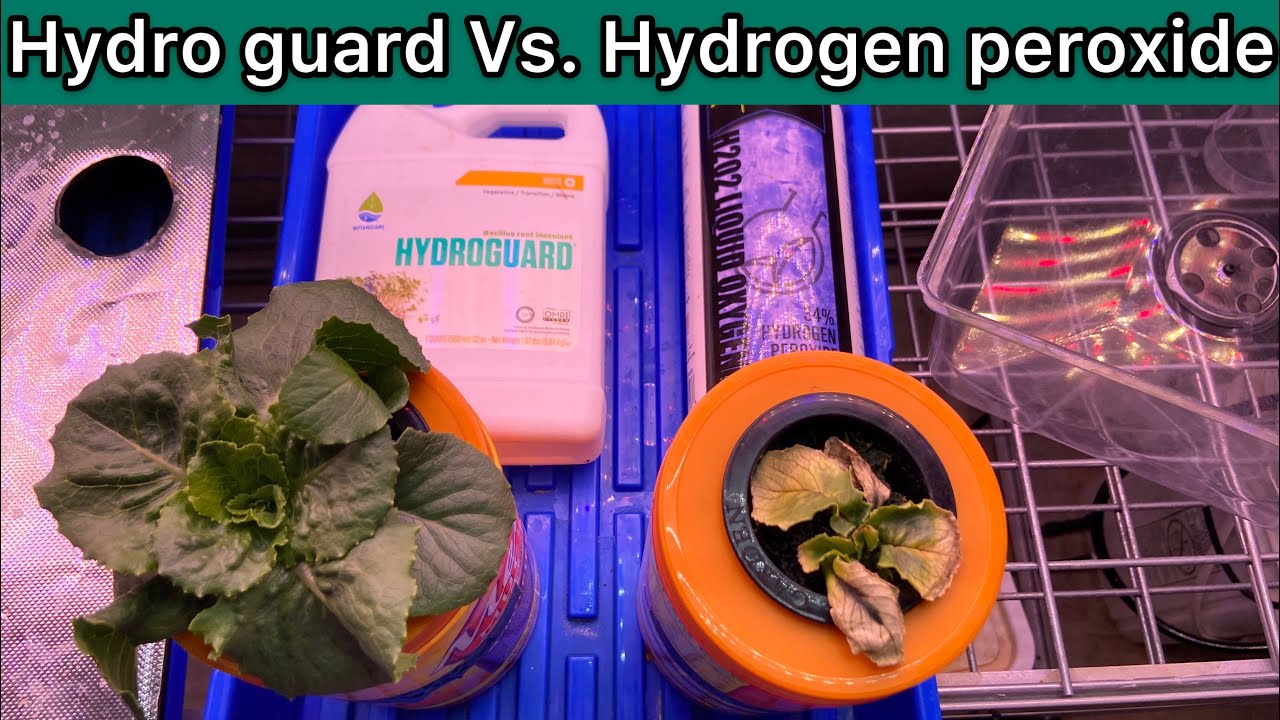 Hydroguard Vs. Hydrogen Peroxide test and Comparison - YouTube