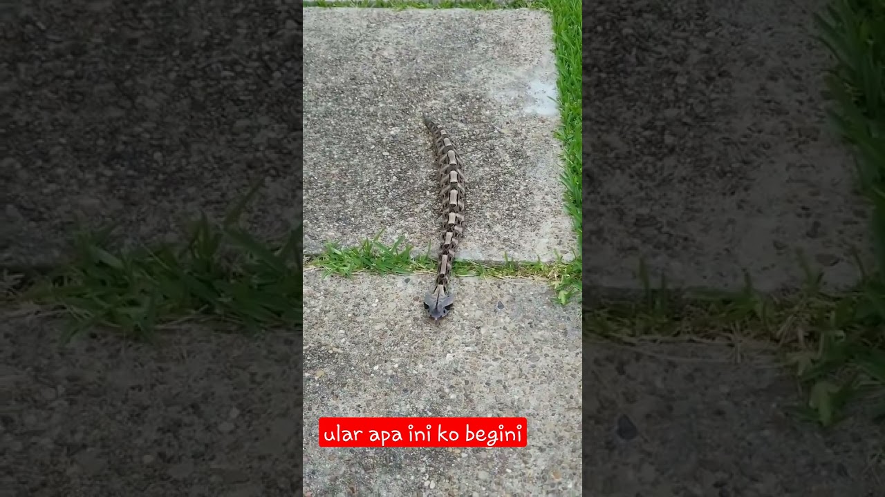 Ular viper aneh,ular tanah berbisa mematikan,ular paling berbisa di ...