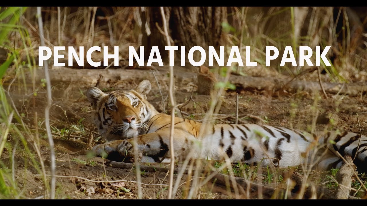 A Visit to Pench National Park - YouTube