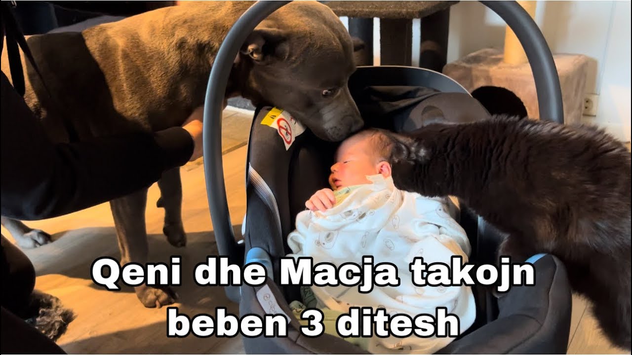 Reagimi I Qenit Staffordshire dhe Maces kur takojne Beben e Porsalindur ...