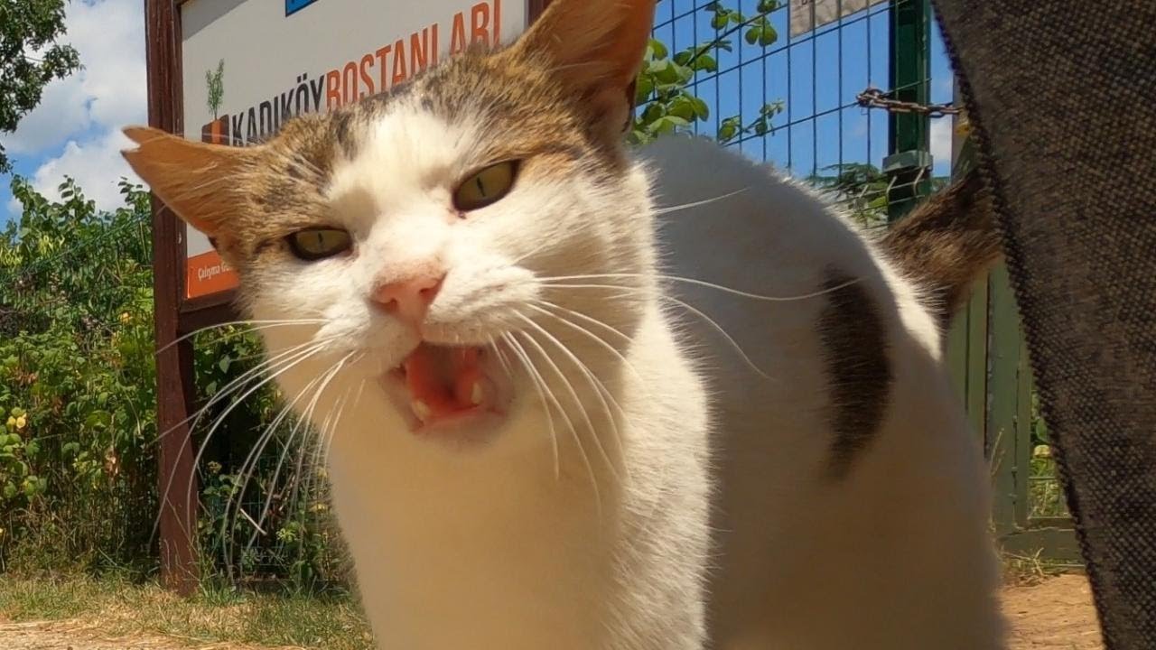 Cat Meowing Out Loud to Tell Me Something But Unfortunately I Can't ...